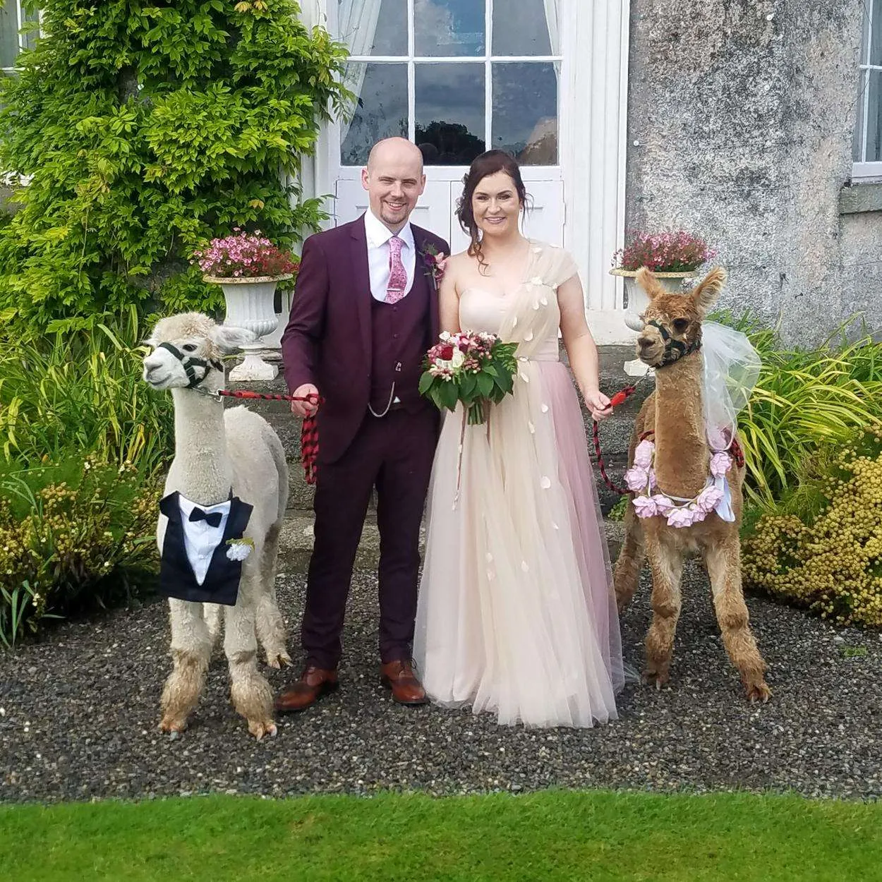 Alpacas at Your Wedding | Alpaca Wedding | K2Alpacas